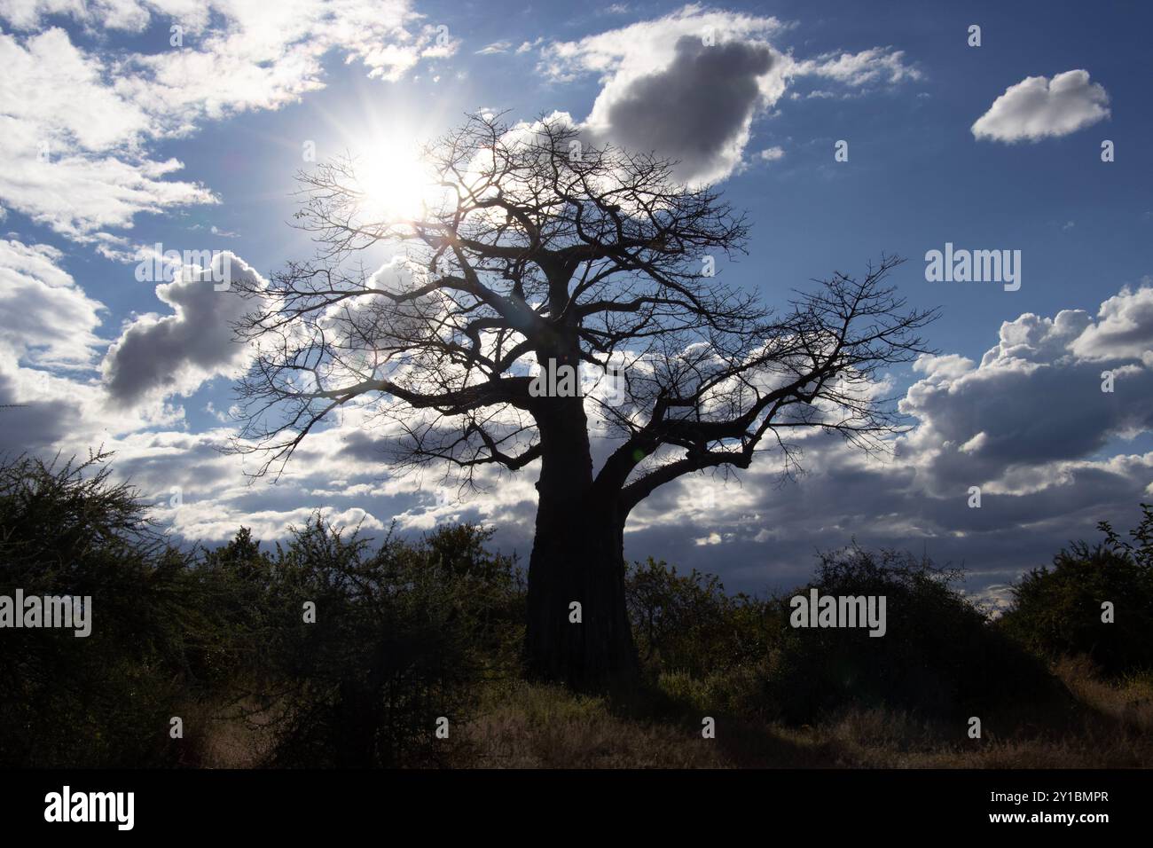 The distinctive shape of the Baobab is iconic for the drier parts of ...