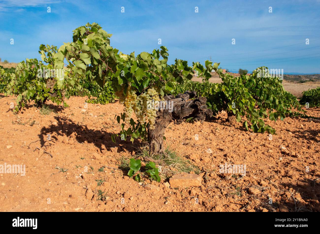 Strain, white grape vine in Mediterranean vineyard, source of Spanish ...