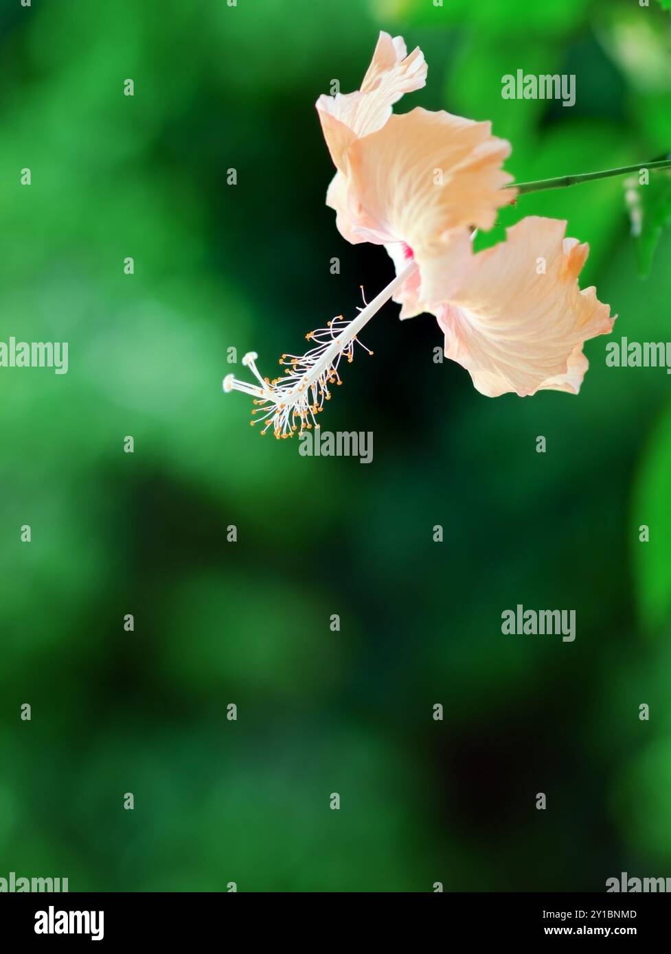 Pretty yellow hibiscus tree hi-res stock photography and images - Alamy