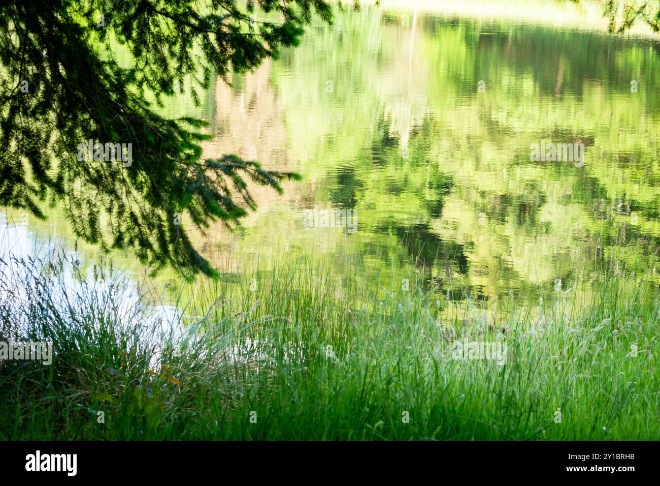 Green landscape along the Sauviat sur Vige lake Stock Photo - Alamy