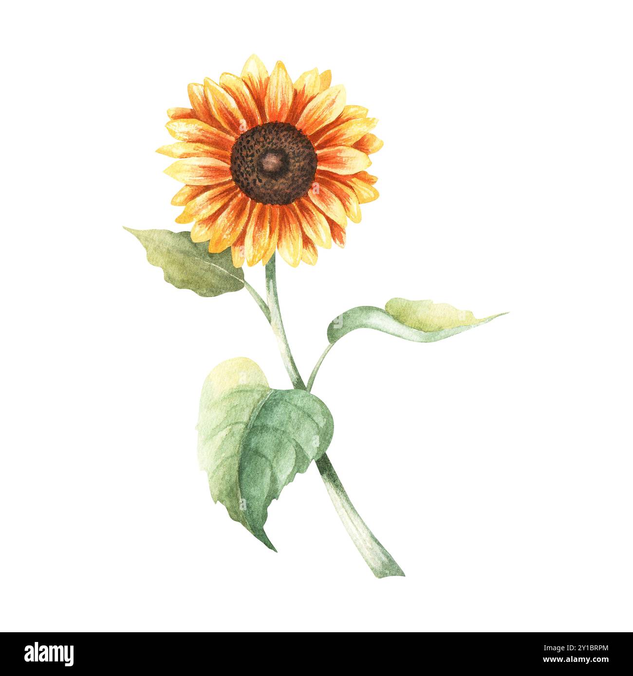 The common sunflower large annual forb plant. Hand drawn botanical ...