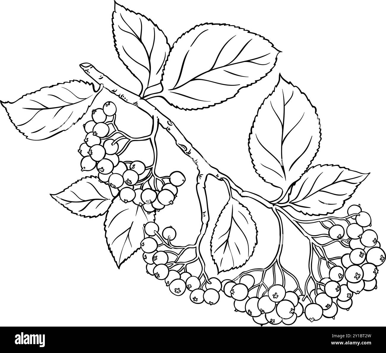 Black Rowan Branch Outline Illustration Stock Vector Image & Art - Alamy