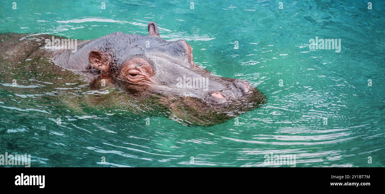 Hippopotamus swimming in water zoo hi-res stock photography and images ...