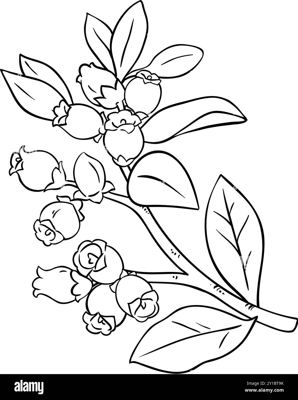 Blueberry branch berries leaves Stock Vector Images - Alamy