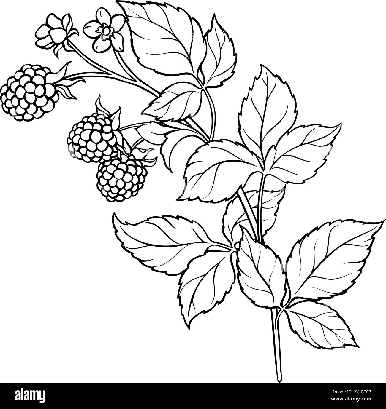 Blackberry Branch Isolated Outline Illustration Stock Vector Image ...