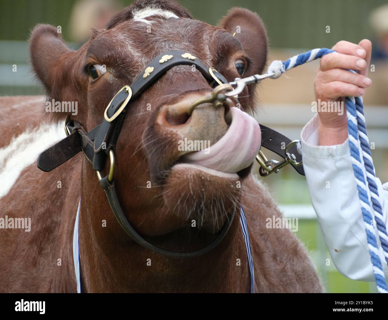 Cattle are large, domesticated, bovid ungulates widely kept as ...