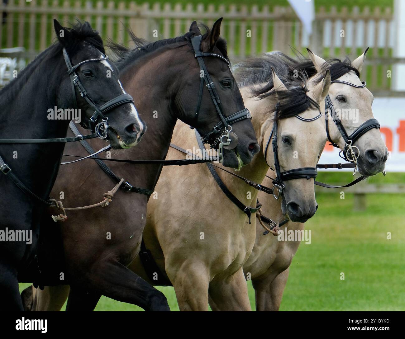 The horse is a domesticated, one-toed, hoofed mammal. It belongs to the ...