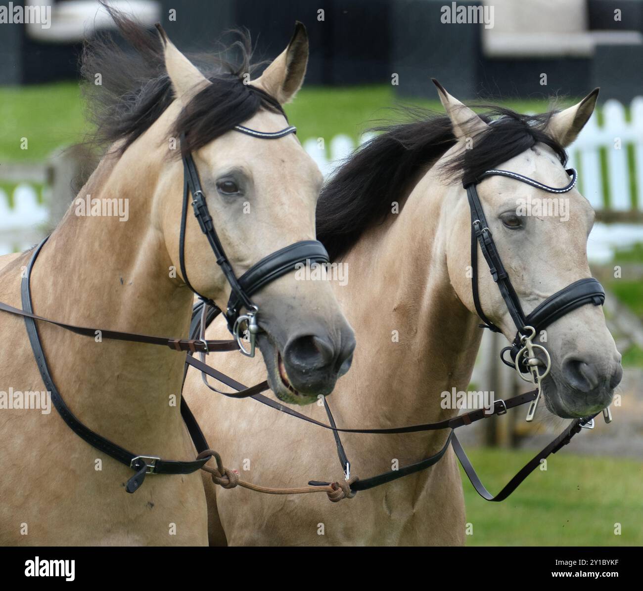 The horse is a domesticated, one-toed, hoofed mammal. It belongs to the ...