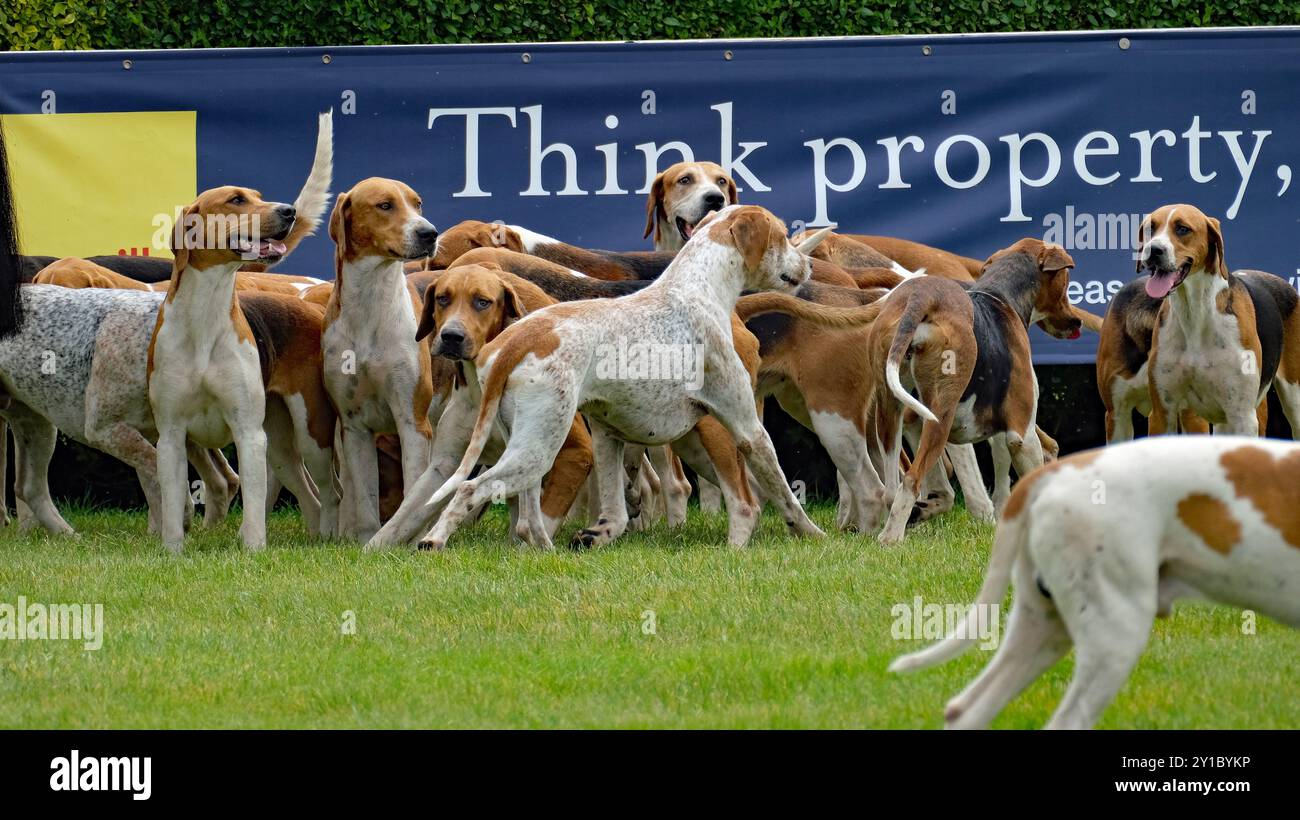 A foxhound is a type of large hunting hound bred for strong hunting ...