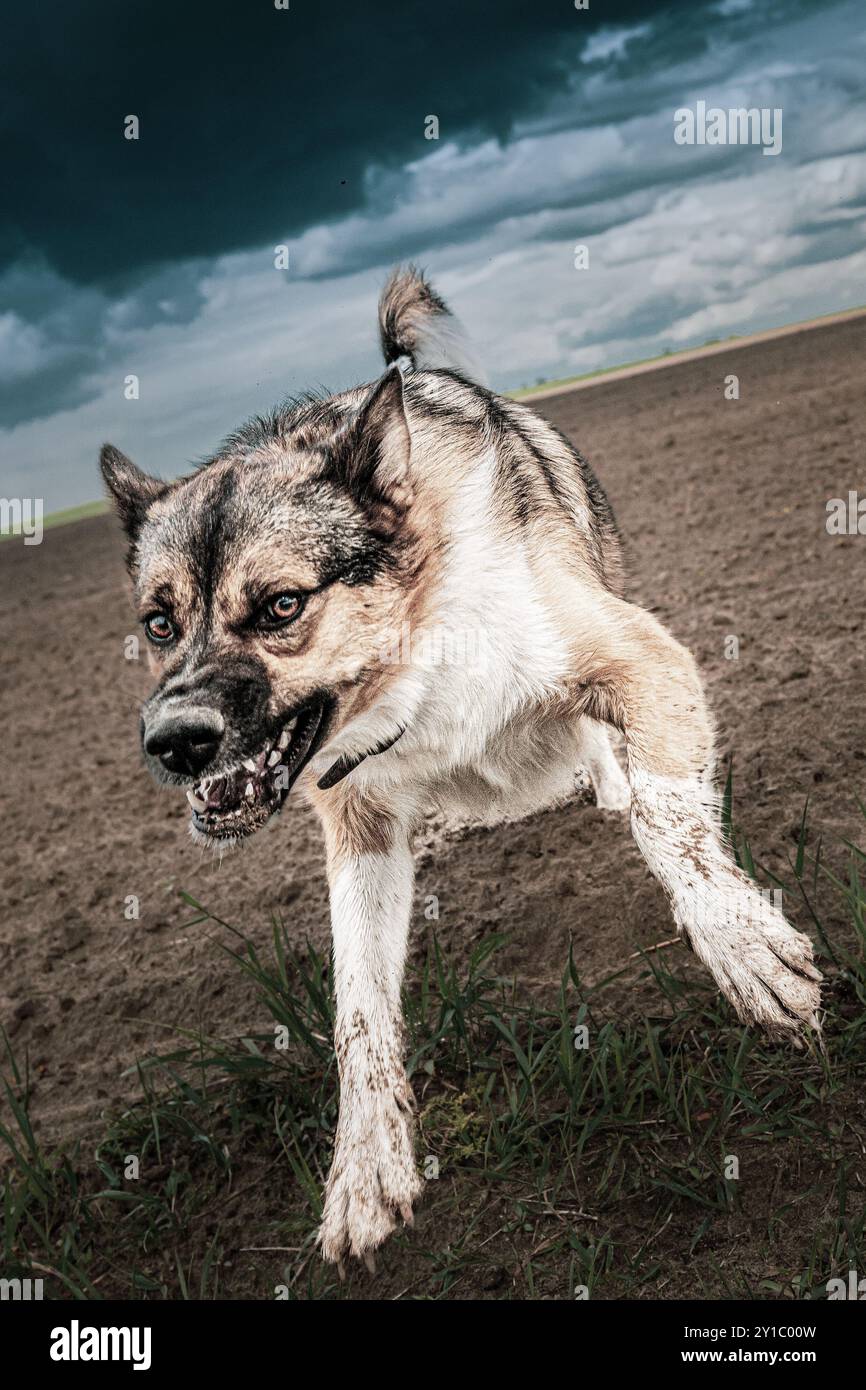 Angry Aggressive Mad Dog Running On Camera Stock Photo - Alamy