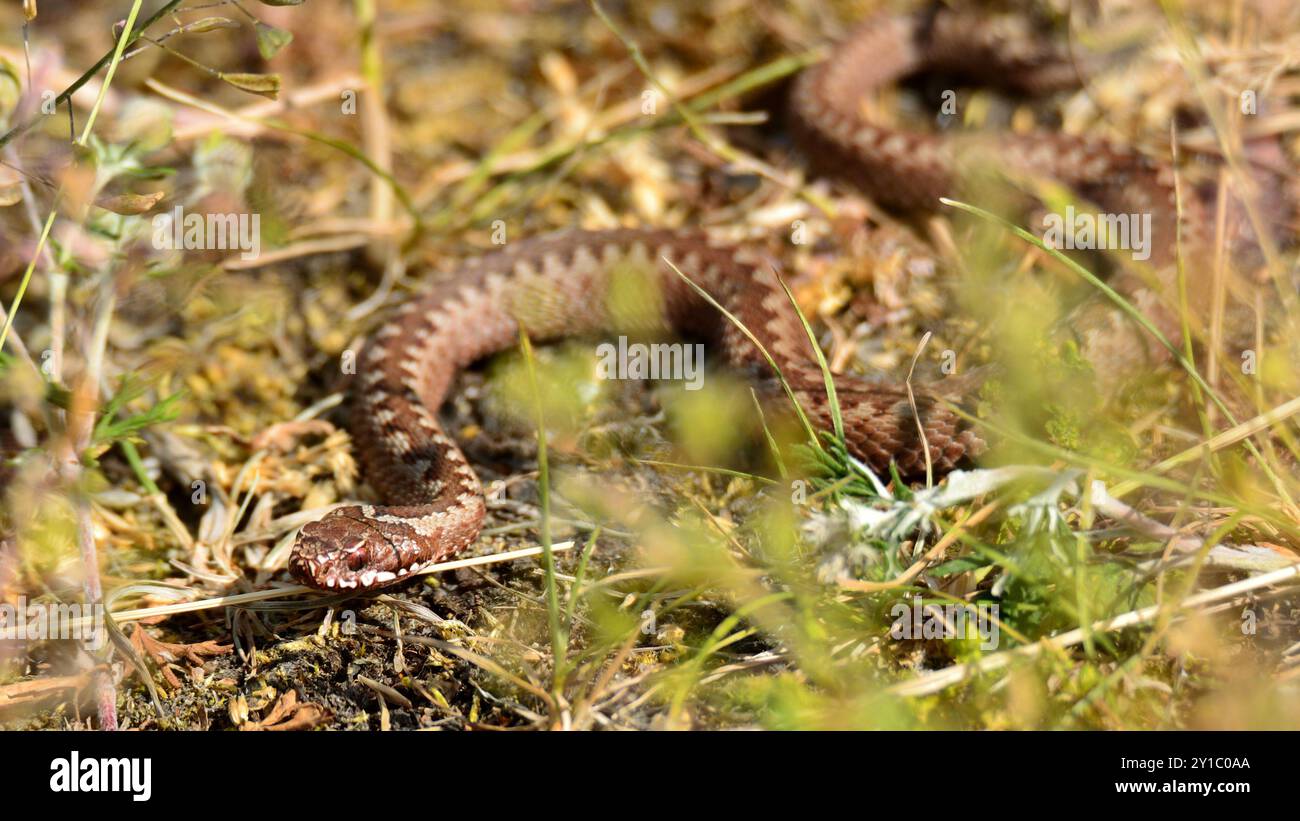 Common viper - brown variant Stock Photo - Alamy