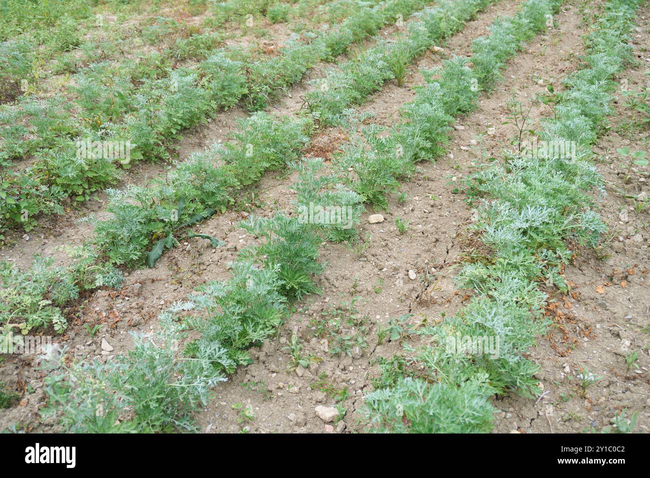 Artemisia absinthium plantation Stock Photo - Alamy