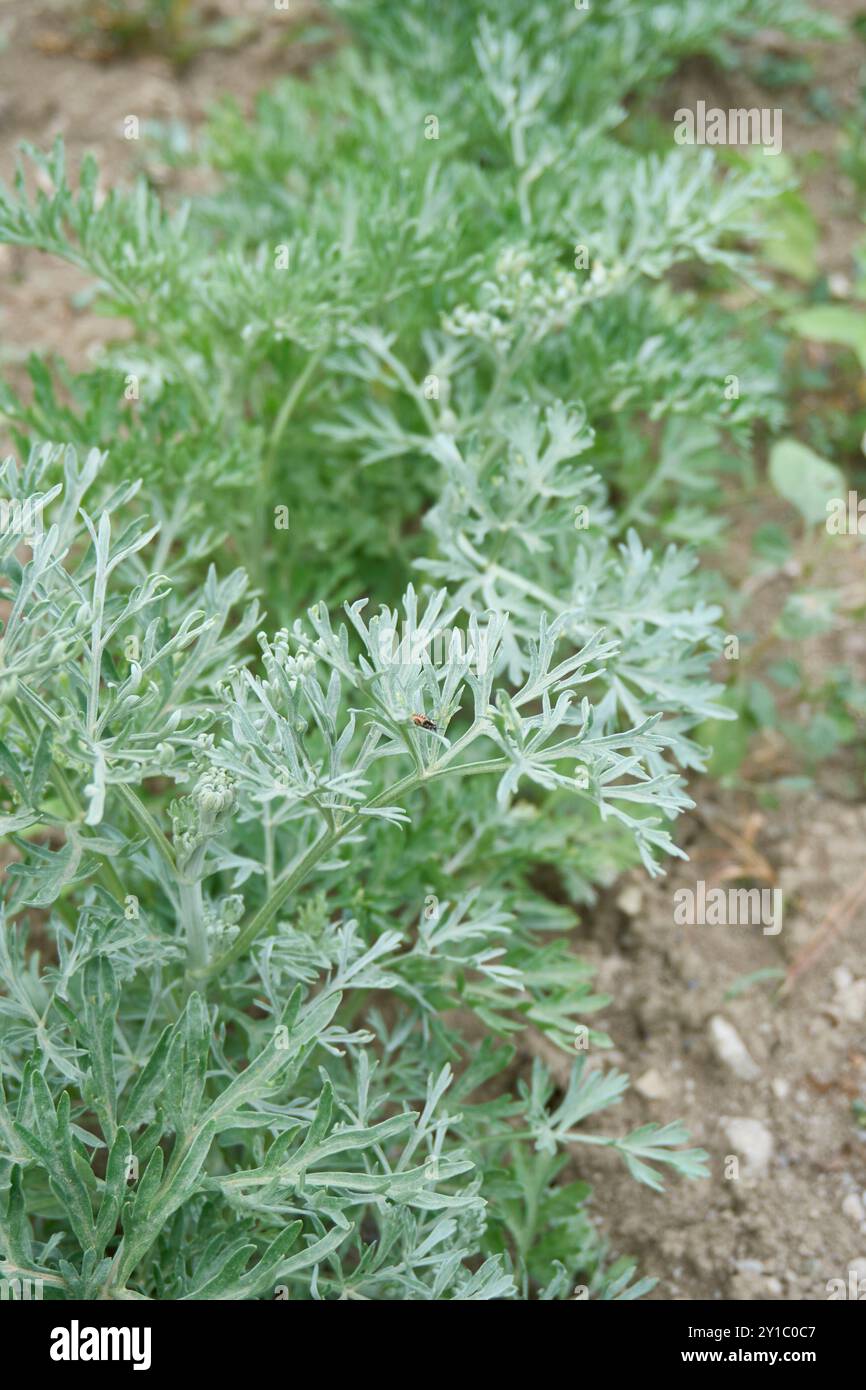 Artemisia absinthium plantation Stock Photo - Alamy