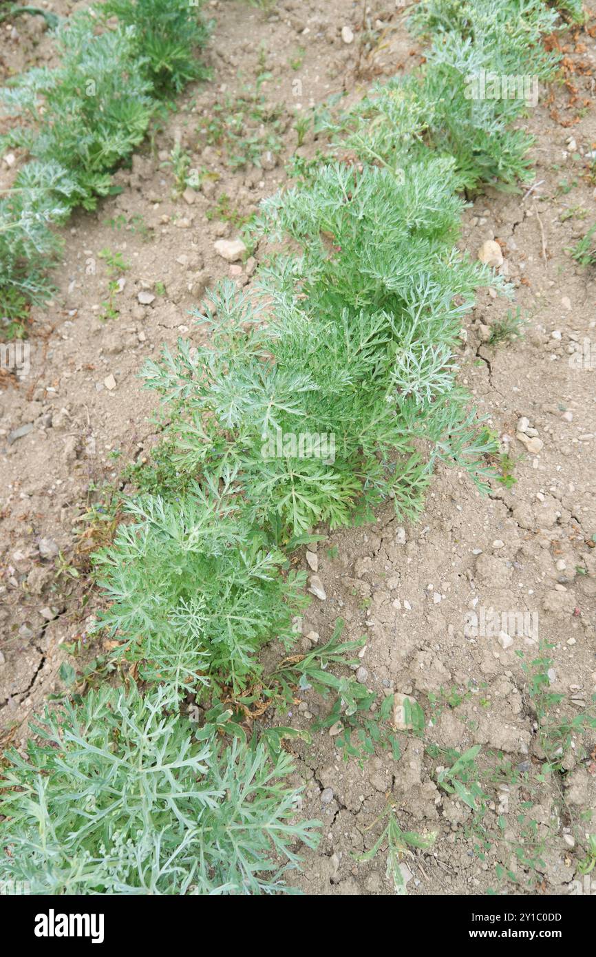 Artemisia absinthium plantation Stock Photo - Alamy