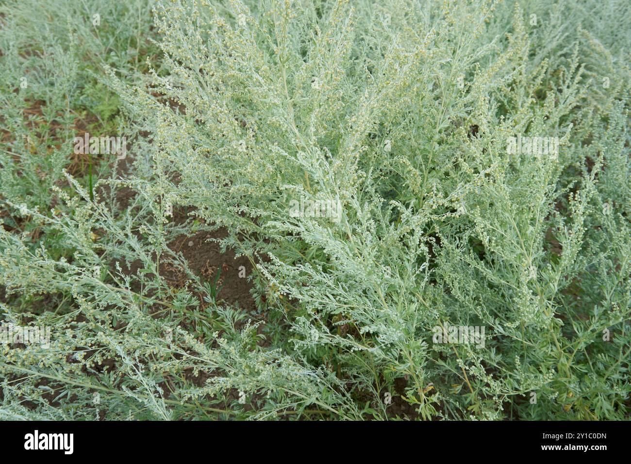 Artemisia absinthium plantation Stock Photo - Alamy
