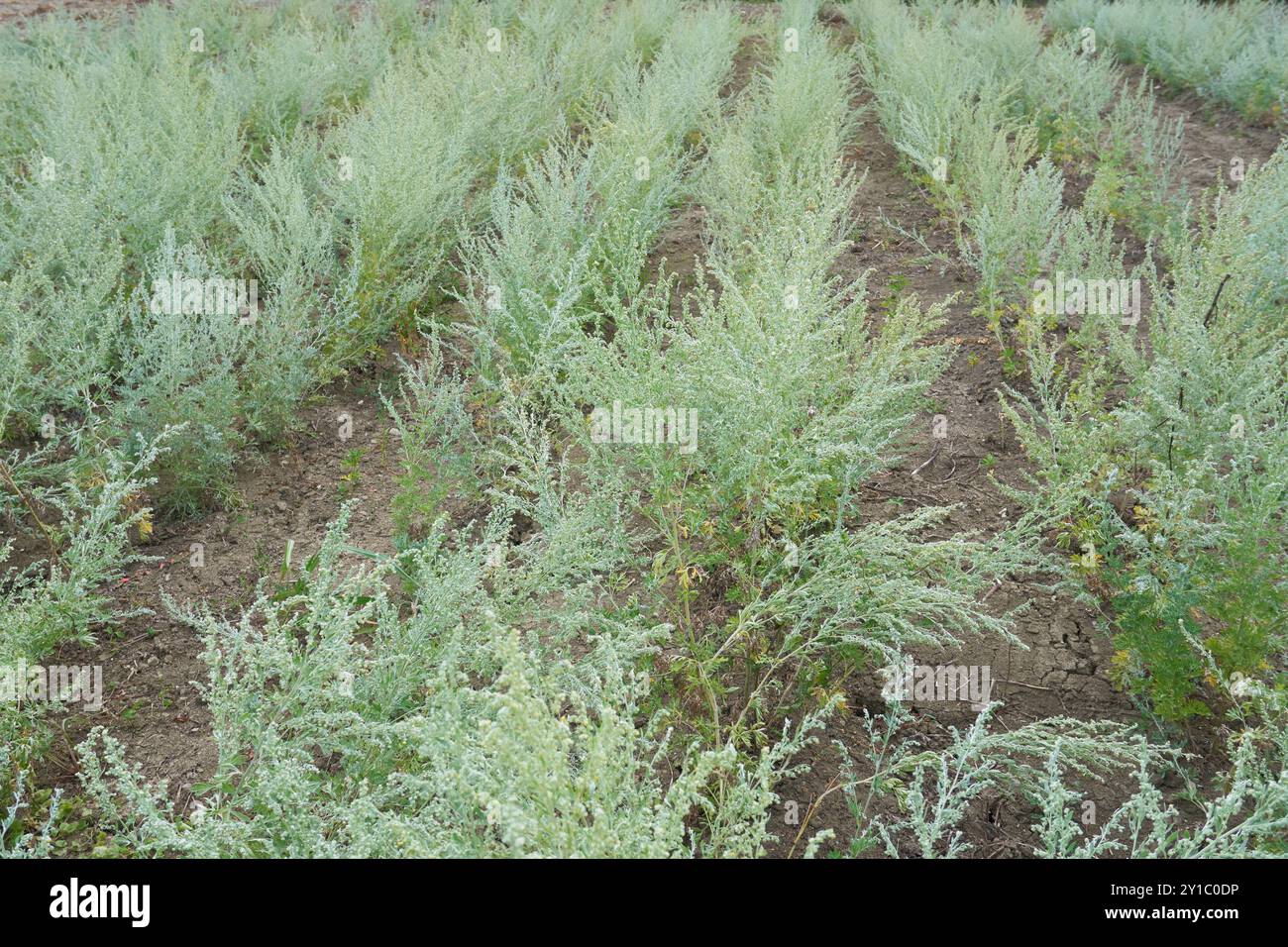 Artemisia absinthium plantation Stock Photo - Alamy