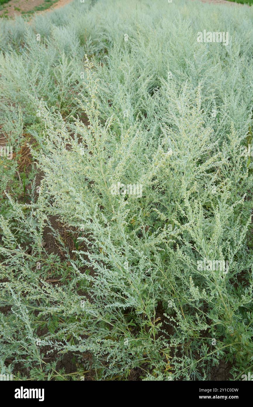 Artemisia absinthium plantation Stock Photo - Alamy