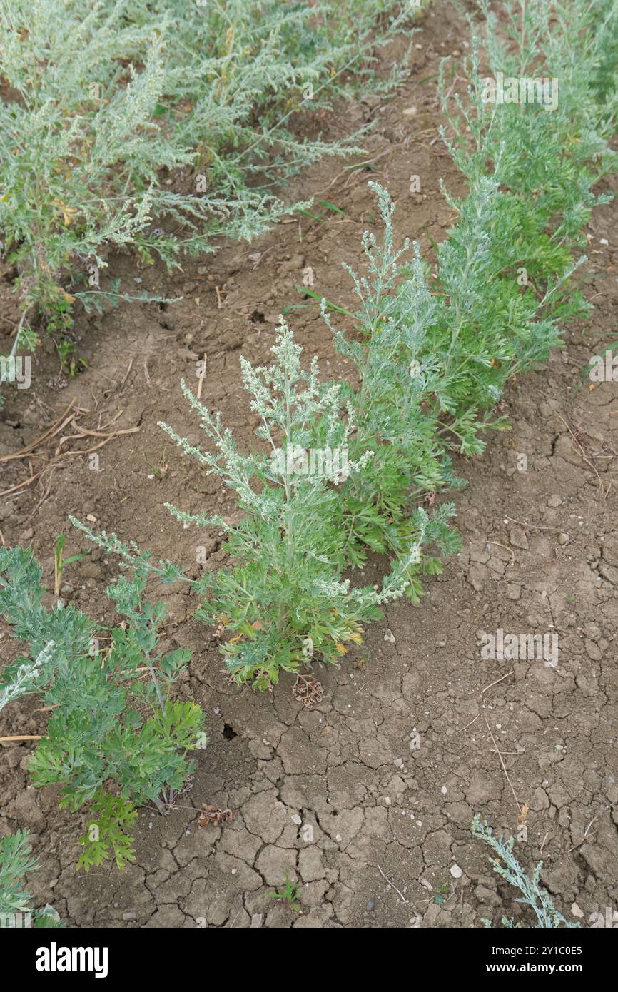 Artemisia absinthium plantation Stock Photo - Alamy