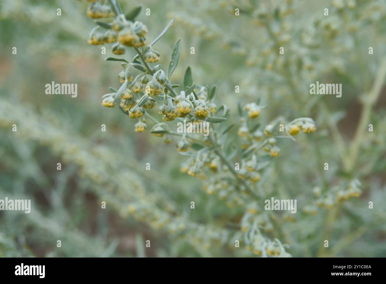 Artemisia absinthium plantation Stock Photo - Alamy