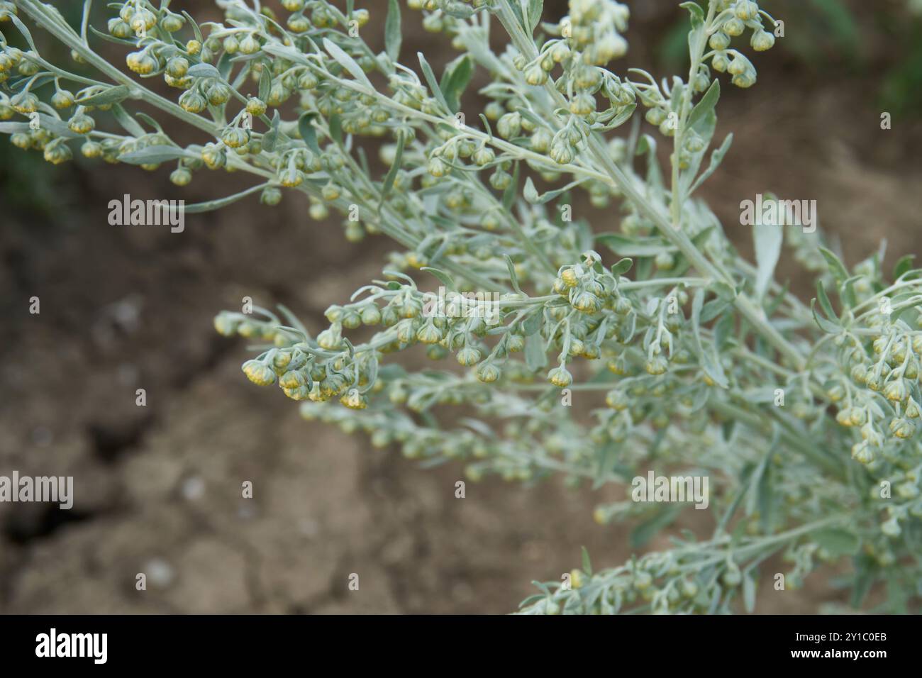Artemisia absinthium plantation Stock Photo - Alamy