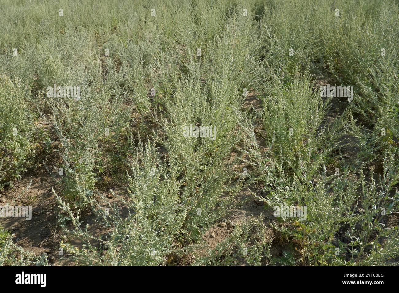 Artemisia absinthium plantation Stock Photo - Alamy