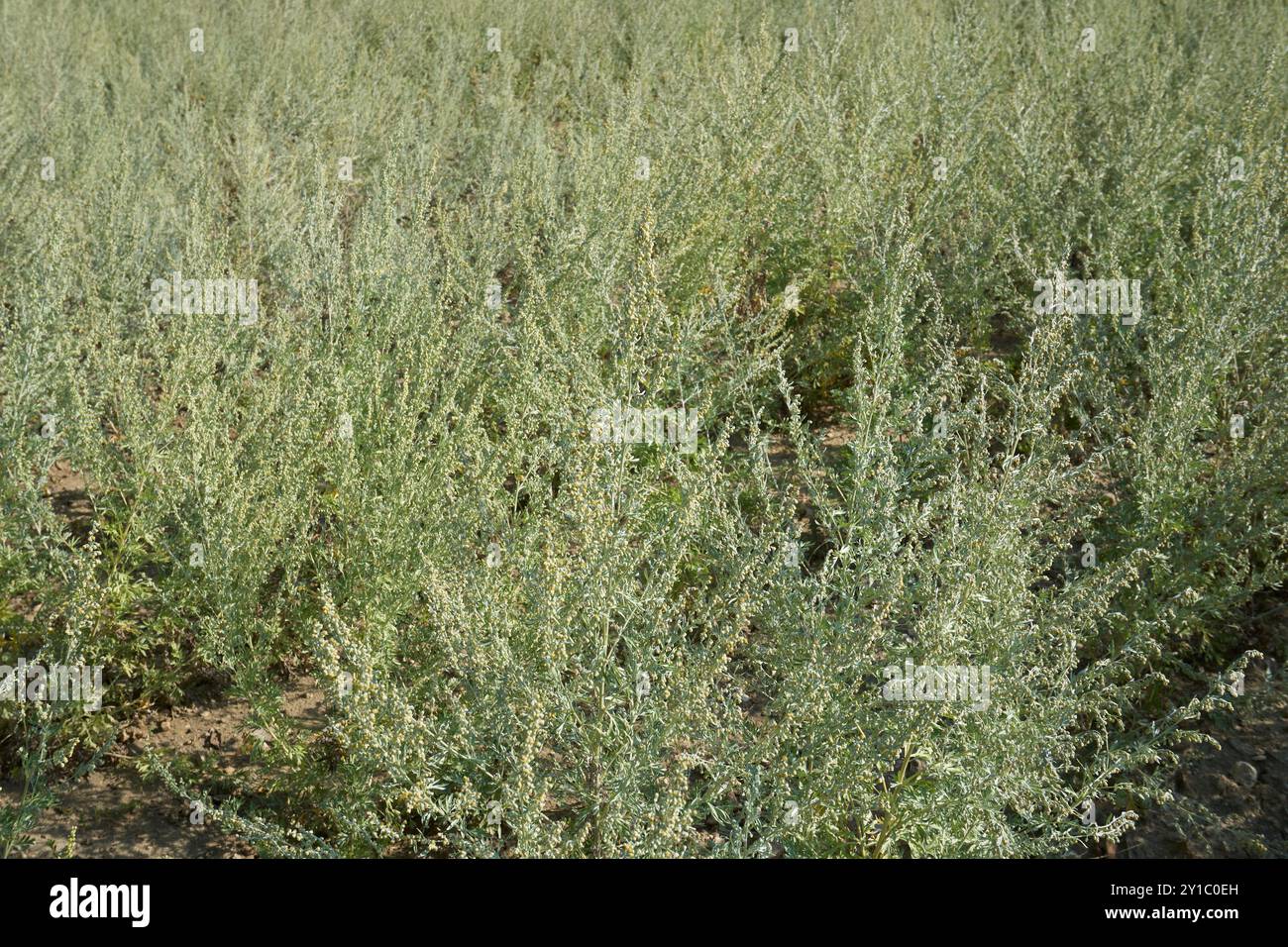 Artemisia absinthium plantation Stock Photo - Alamy