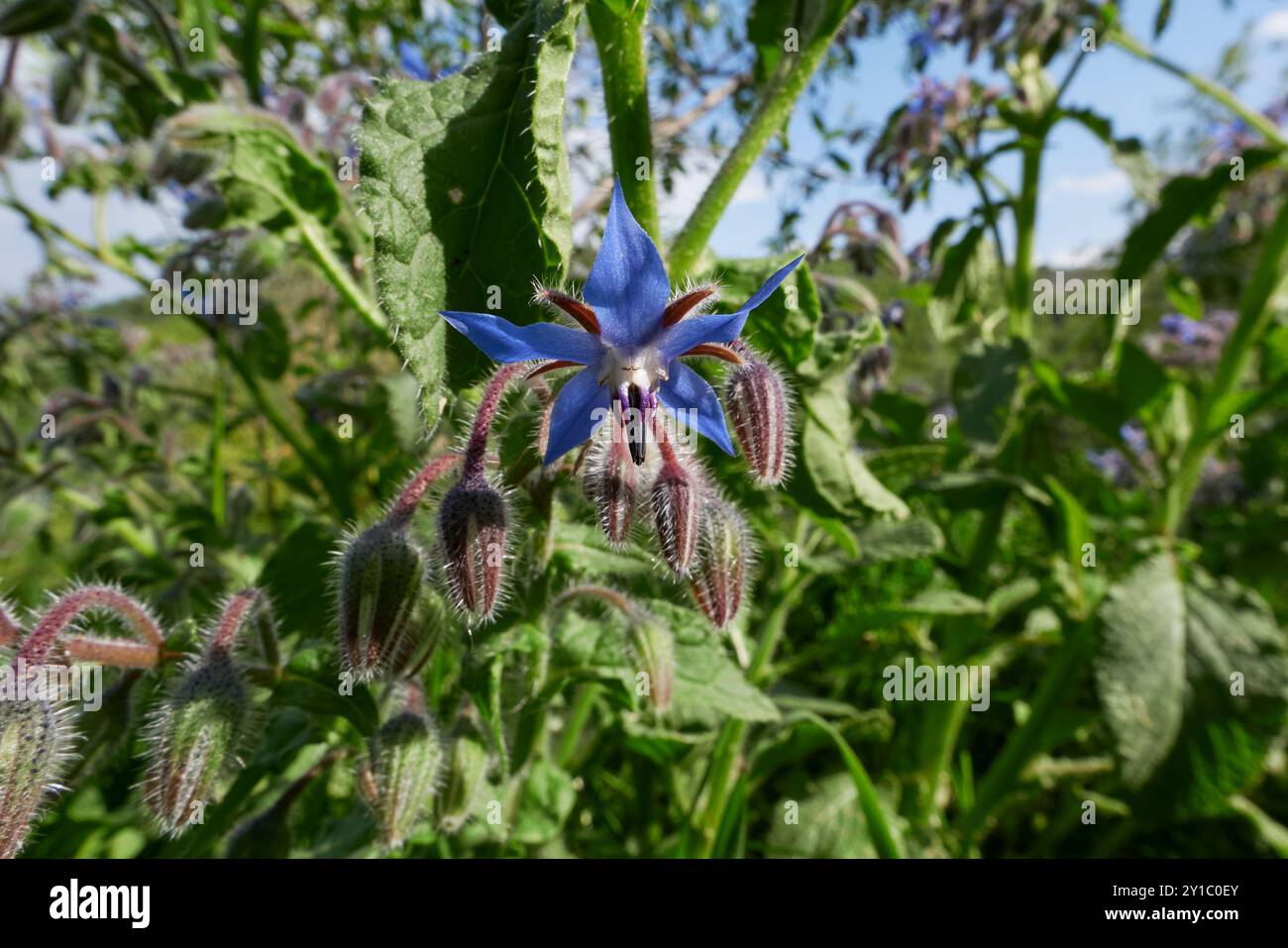 Borago officinalis plant in bloom Stock Photo - Alamy
