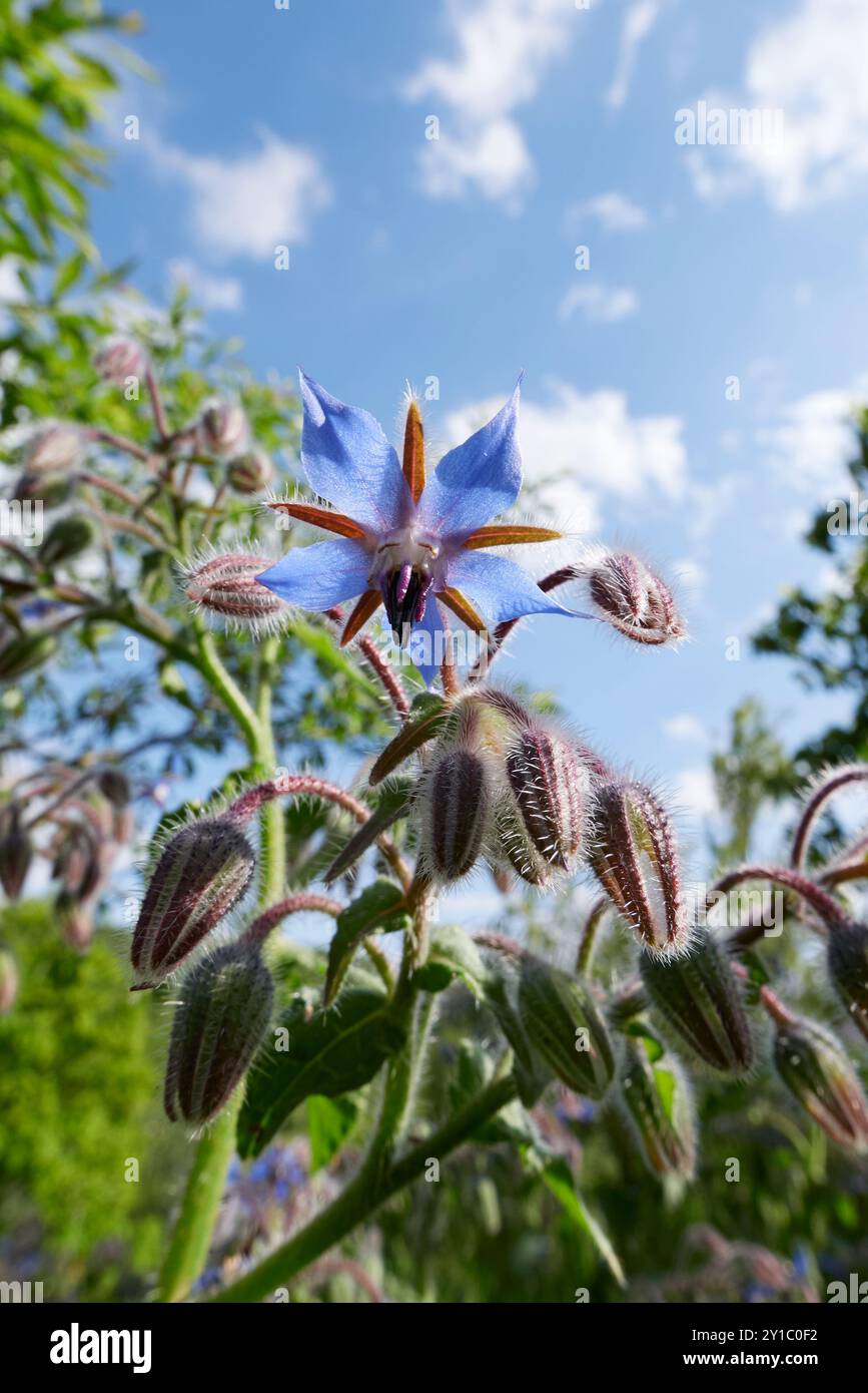 Borago officinalis plant in bloom Stock Photo - Alamy
