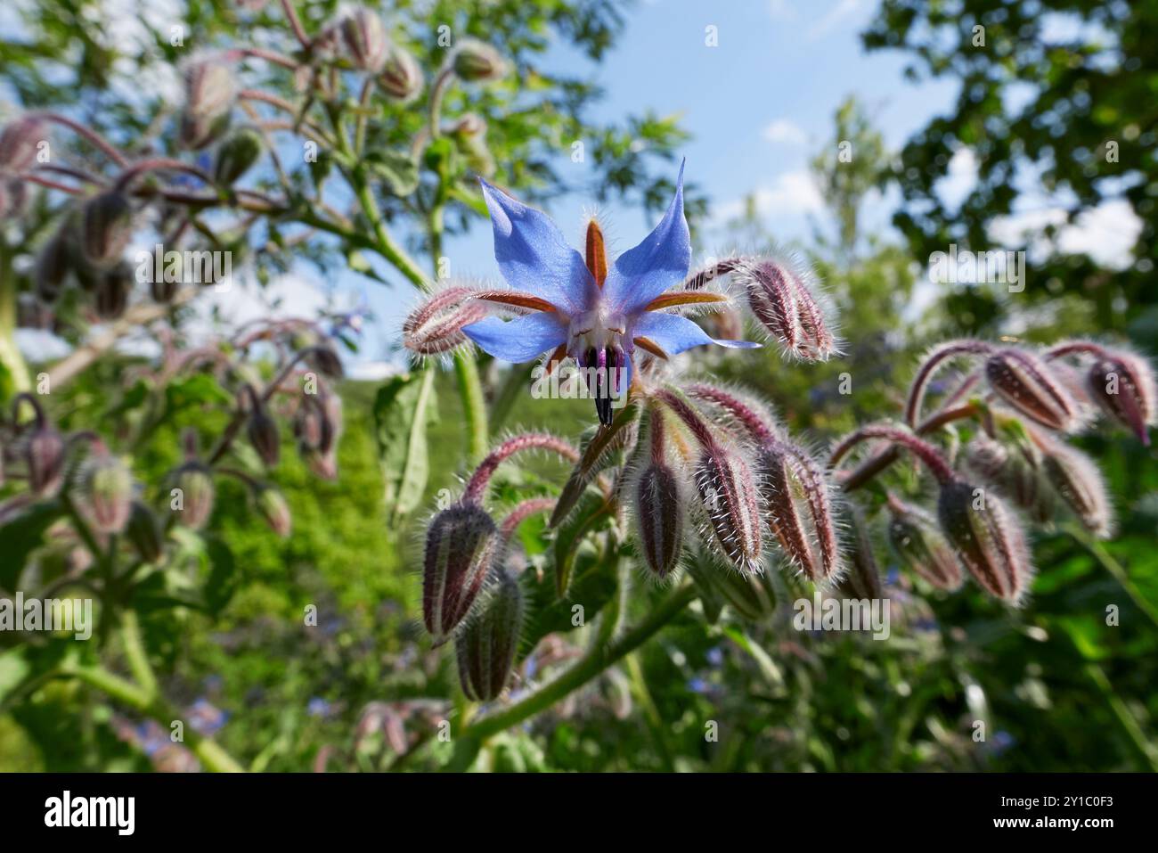 Borago officinalis plant in bloom Stock Photo - Alamy