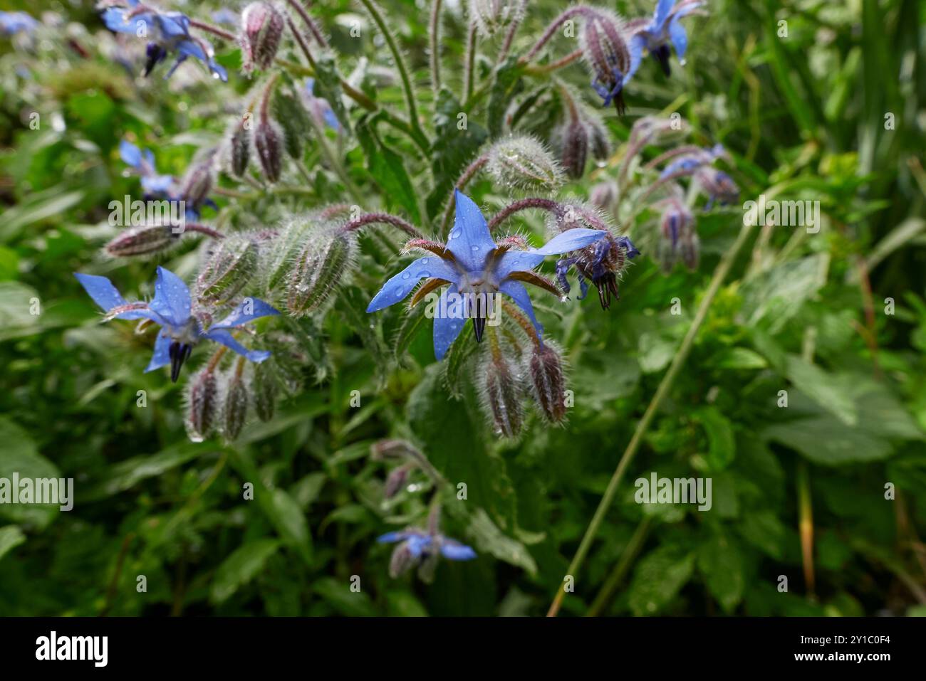 Borago officinalis plant in bloom Stock Photo - Alamy
