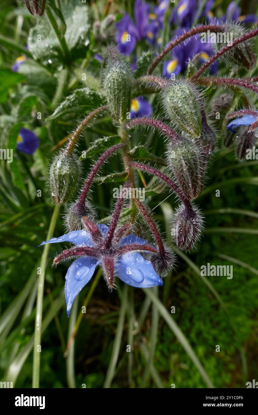 Borago officinalis plant in bloom Stock Photo - Alamy