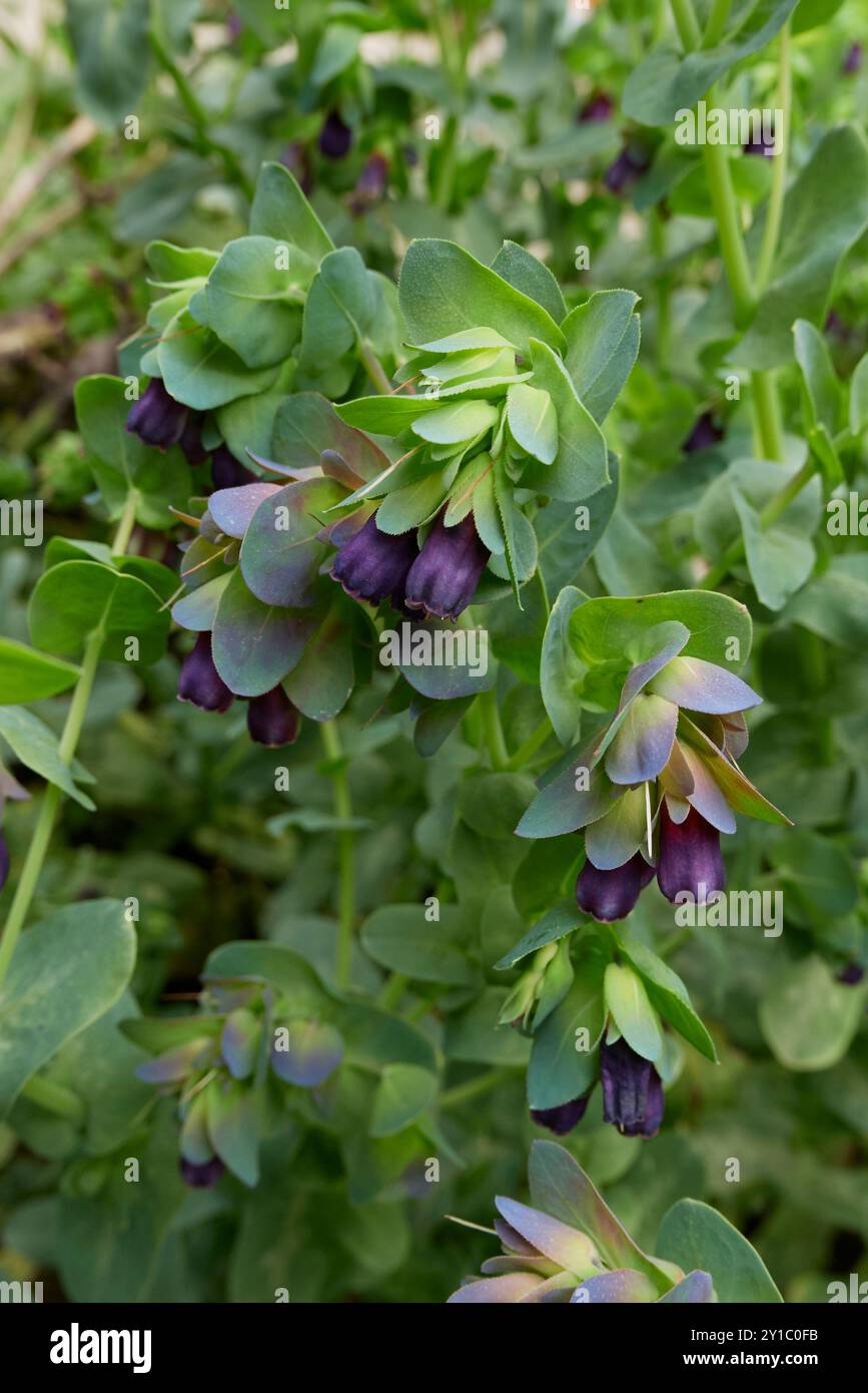 Honeywort cerinthe major purpurascens hi-res stock photography and ...