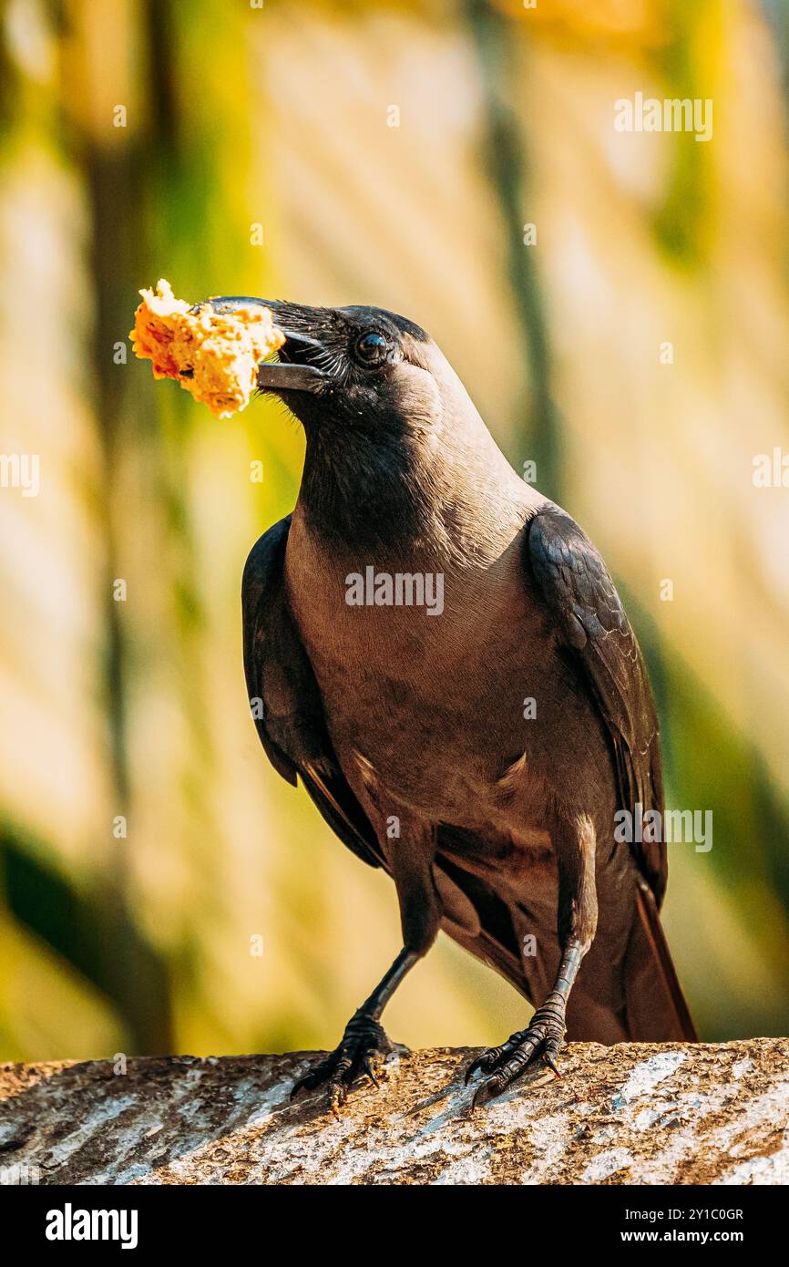 Goa, India. House Crow Sitting On Crossbar With Piece Of Chicken In ...