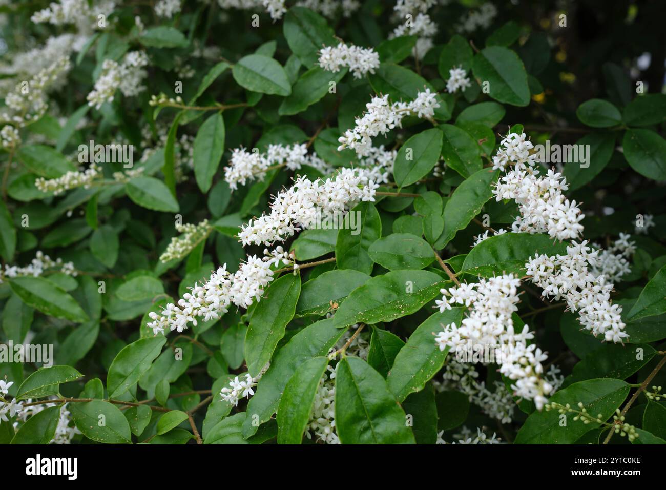 Ligustrum sinense shrub in bloom Stock Photo - Alamy