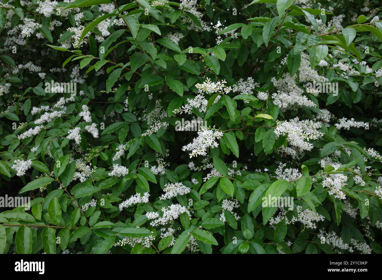 Ligustrum sinense shrub in bloom Stock Photo - Alamy