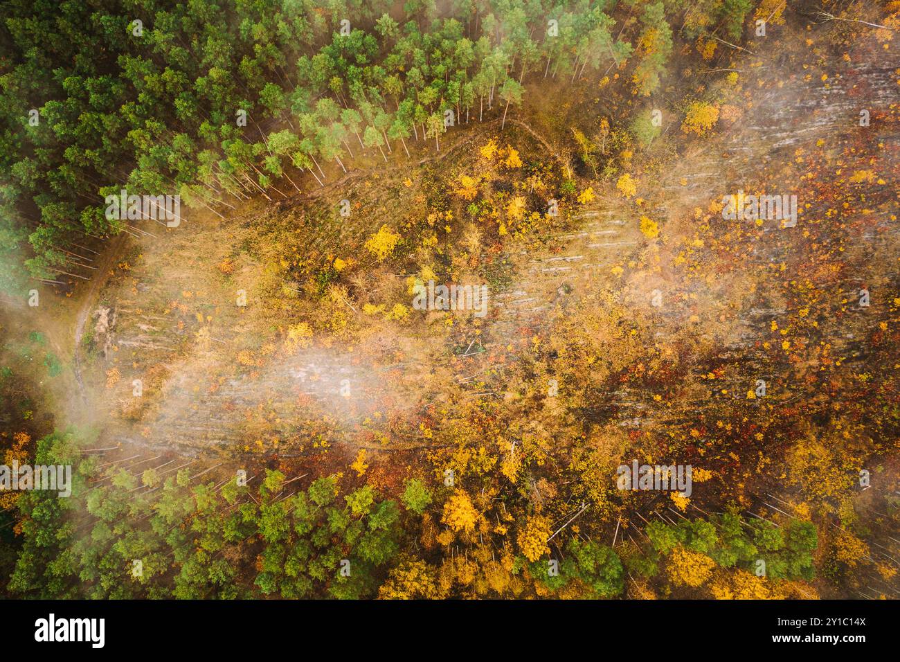 Aerial view of a logging zone cuts through forest. Top view of bush ...