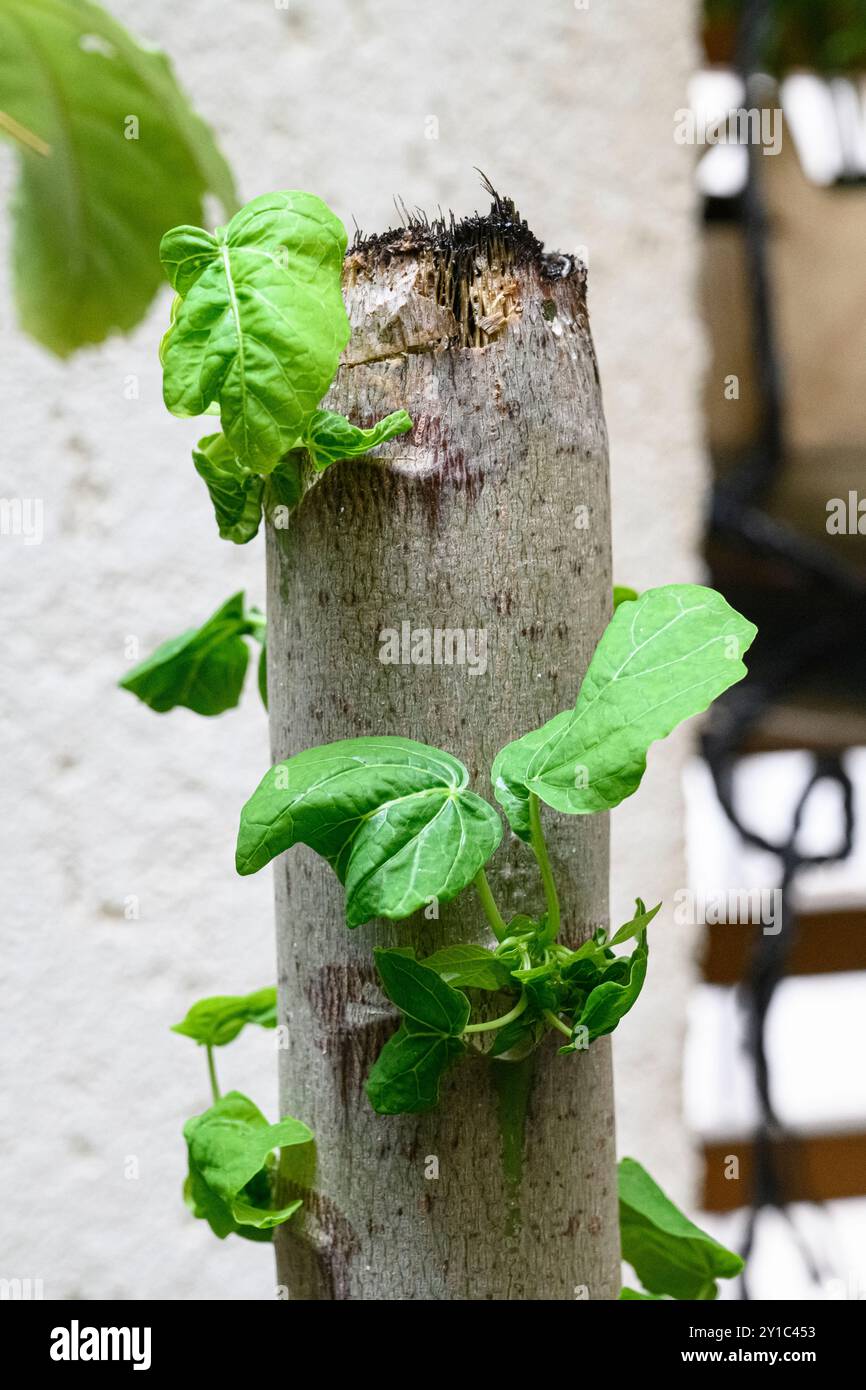 The trunk of a Female papaya tree (Carica papaya) was cut to induce growth of more fruit bearing ...
