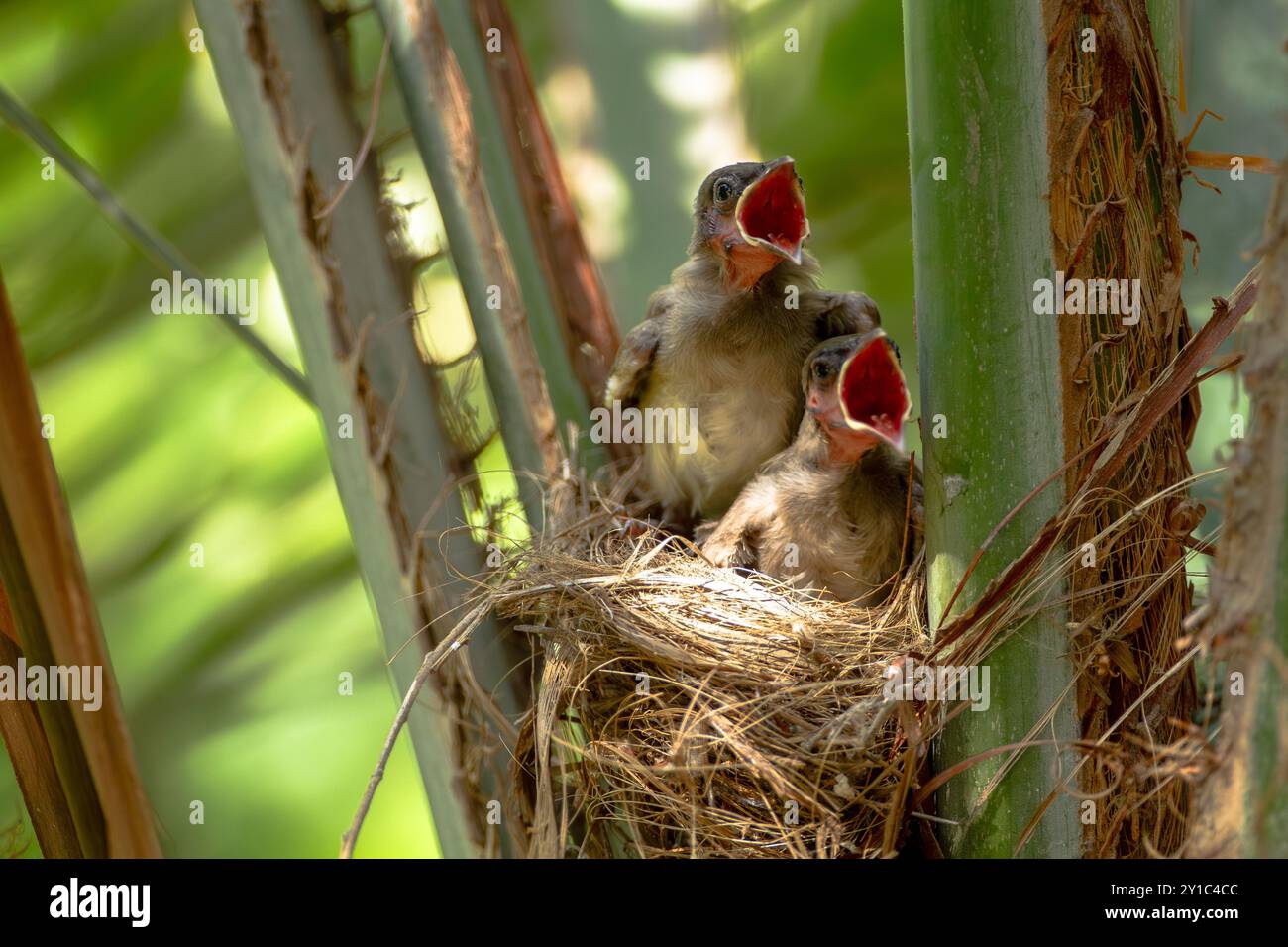 white-spectacled bulbul (Pycnonotus xanthopygos) nestlings in a nest ...