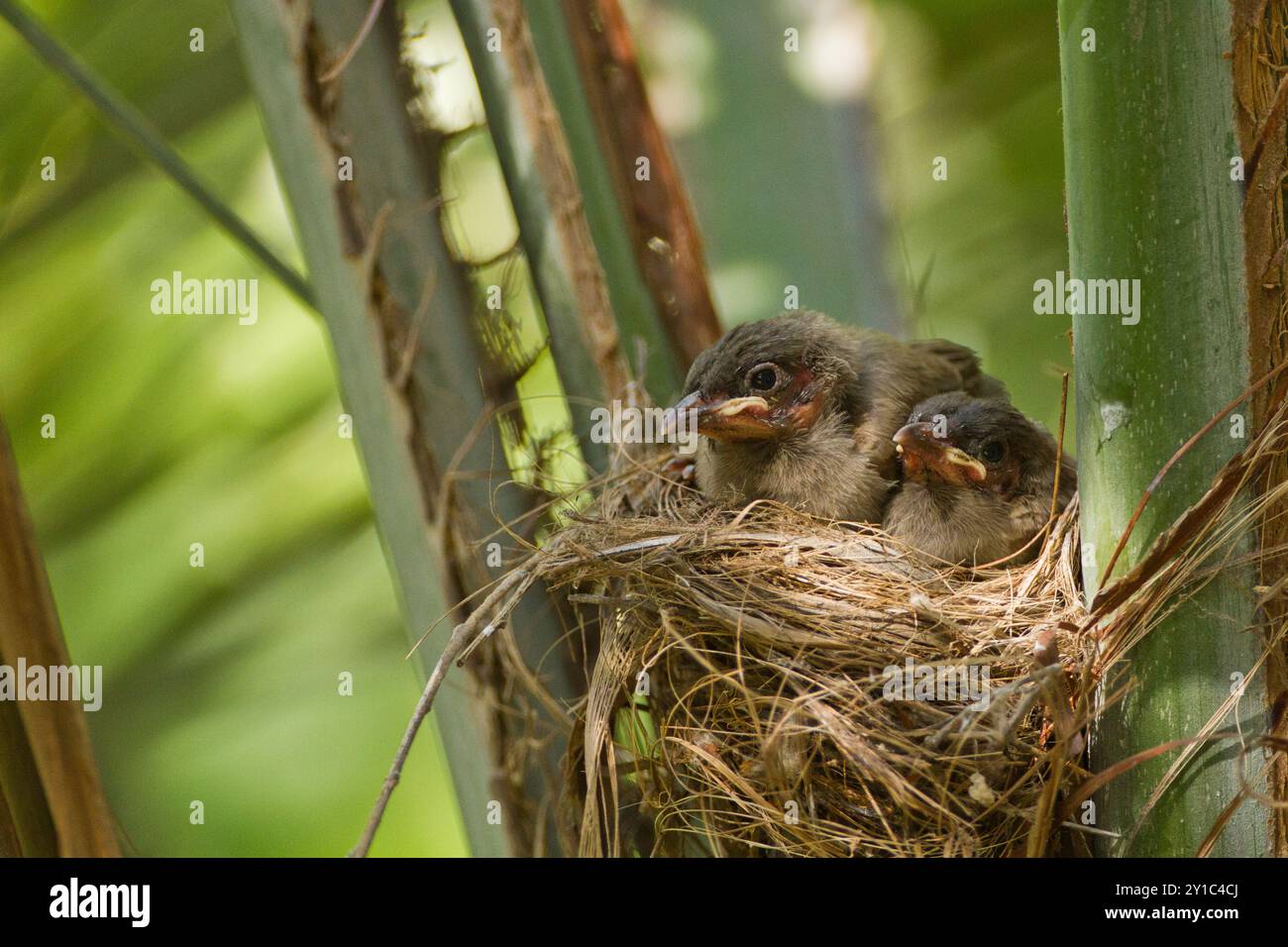 white-spectacled bulbul (Pycnonotus xanthopygos) nestlings in a nest ...