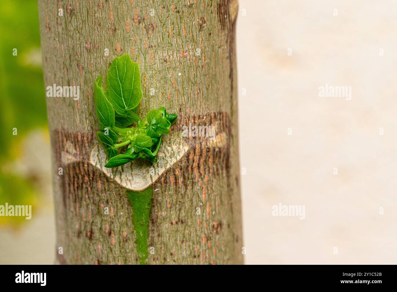 The trunk of a Female papaya tree (Carica papaya) was cut to induce ...