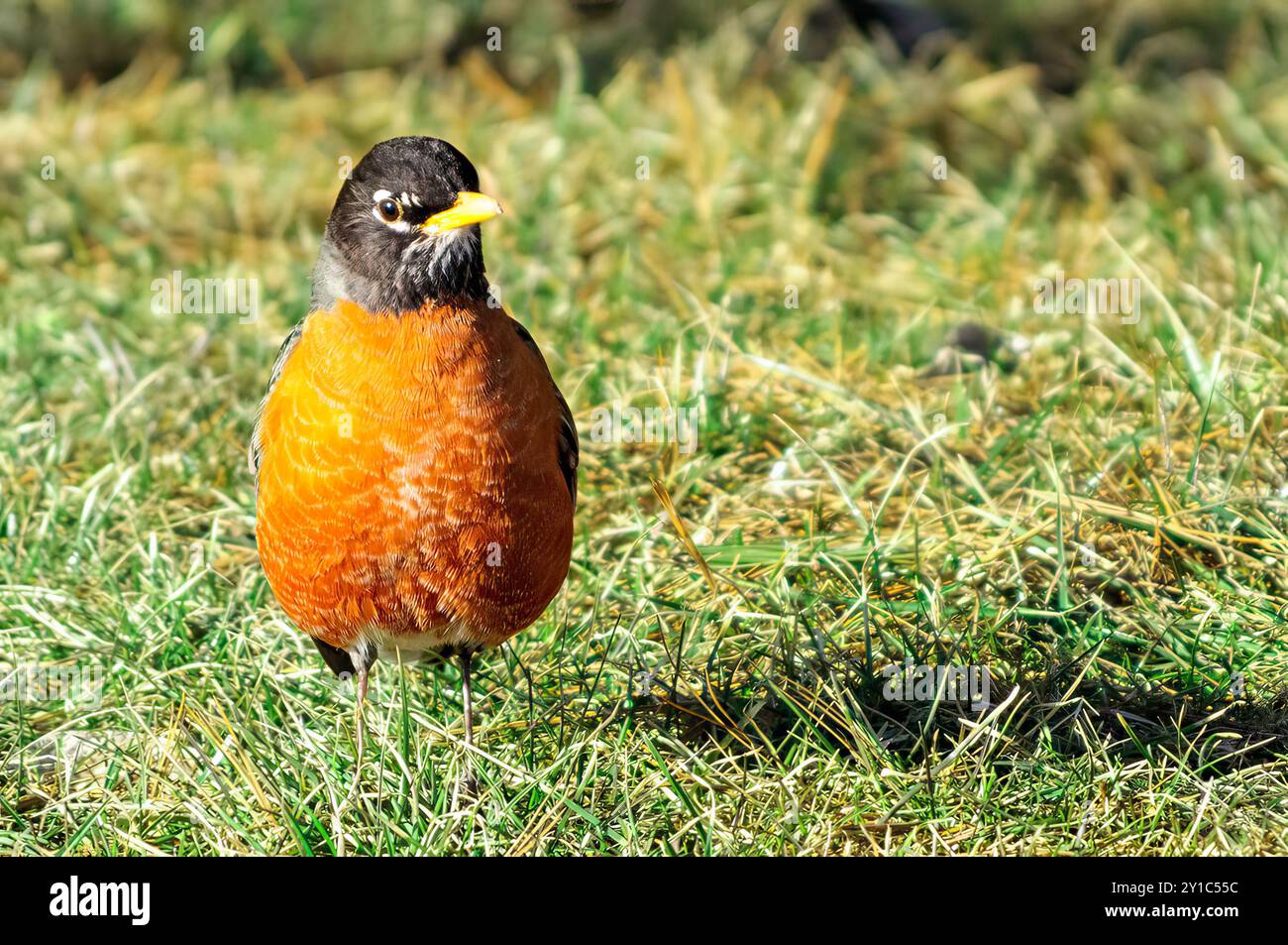 American robin bird hi-res stock photography and images - Alamy
