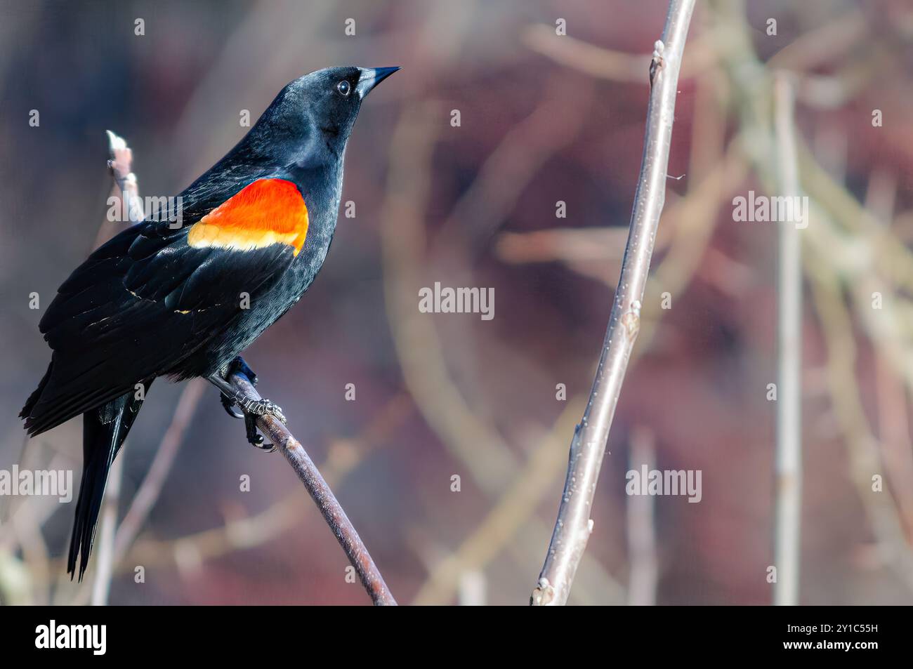 Orange winged red hi-res stock photography and images - Alamy