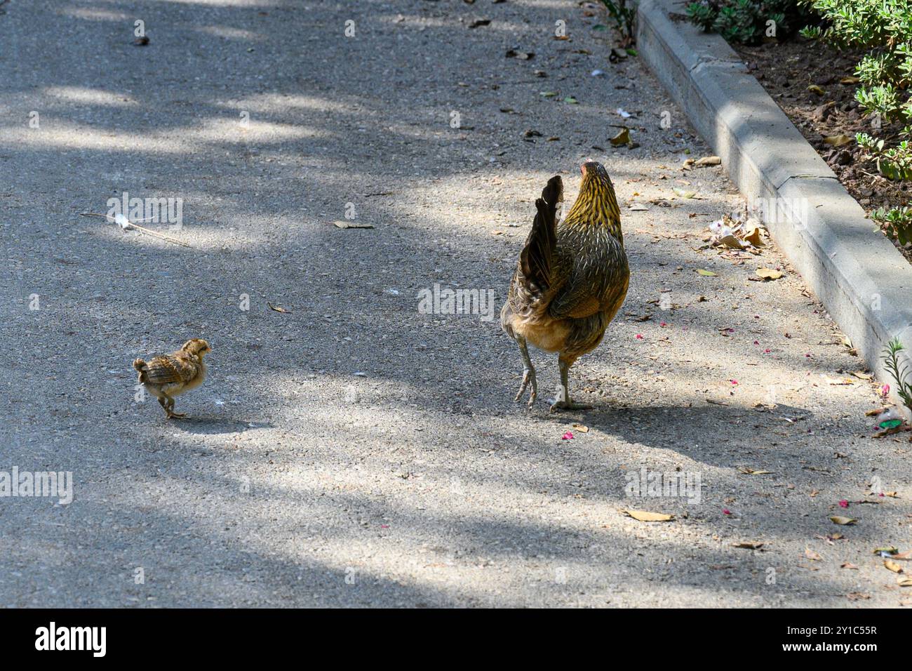 A hen and chick crossing a paved street - Why did the chicken cross the ...