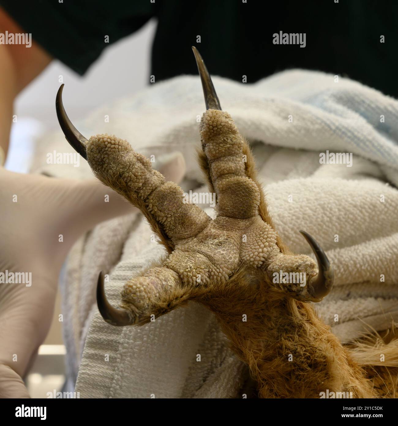 close up of the claws and talons of an Eurasian eagle-owl Bubo bubo ...