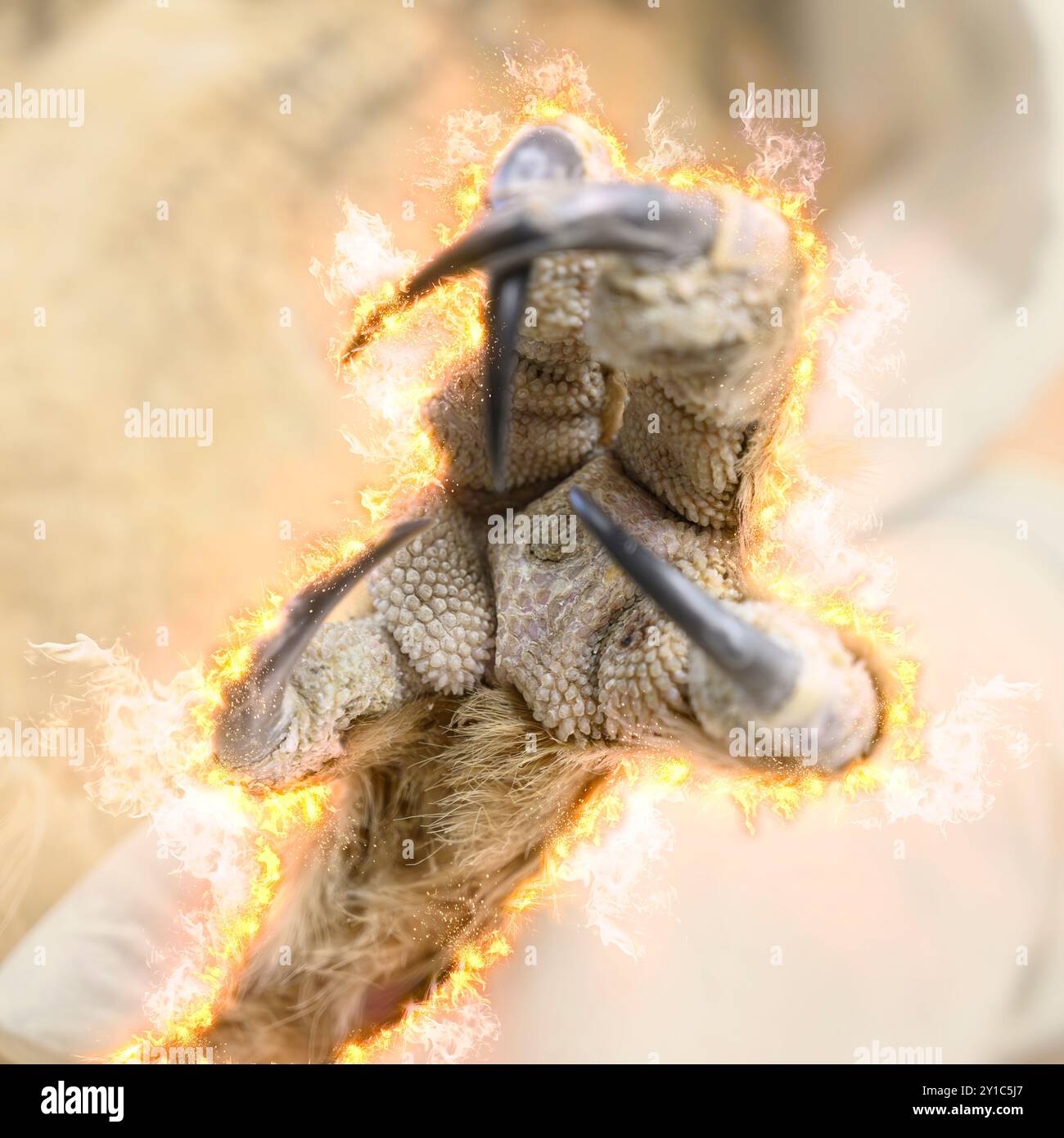 Digitally enhanced image of the claws and talons of an Eurasian eagle ...