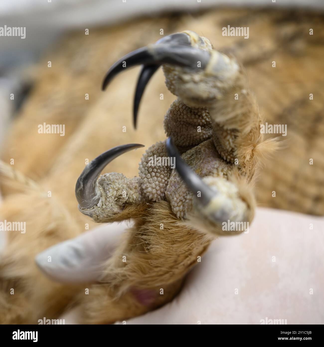 close up of the claws and talons of an Eurasian eagle-owl Bubo bubo ...