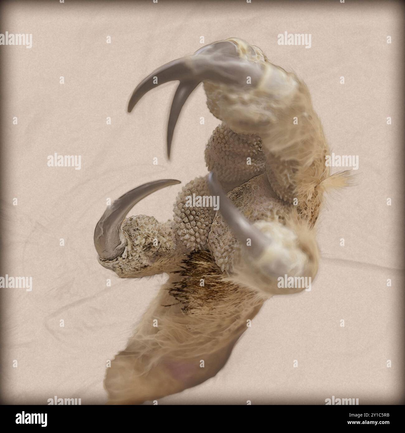 Enhanced close up image of the claws and talons of an Eurasian eagle ...