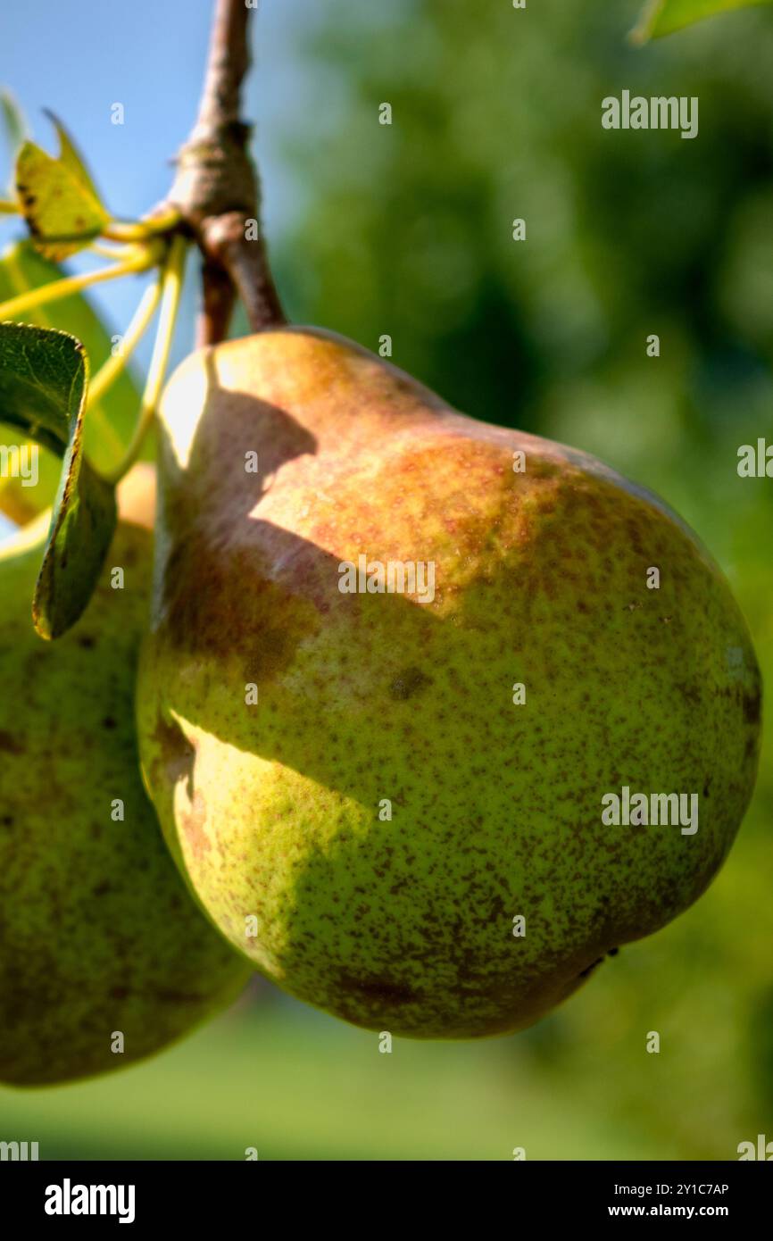 Pear on a young pear tree in a garden, different varieties, william ...