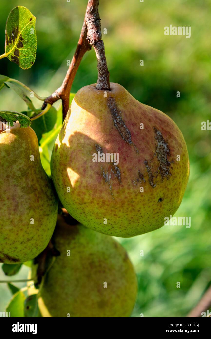 Pear on a young pear tree in a garden, different varieties, william ...