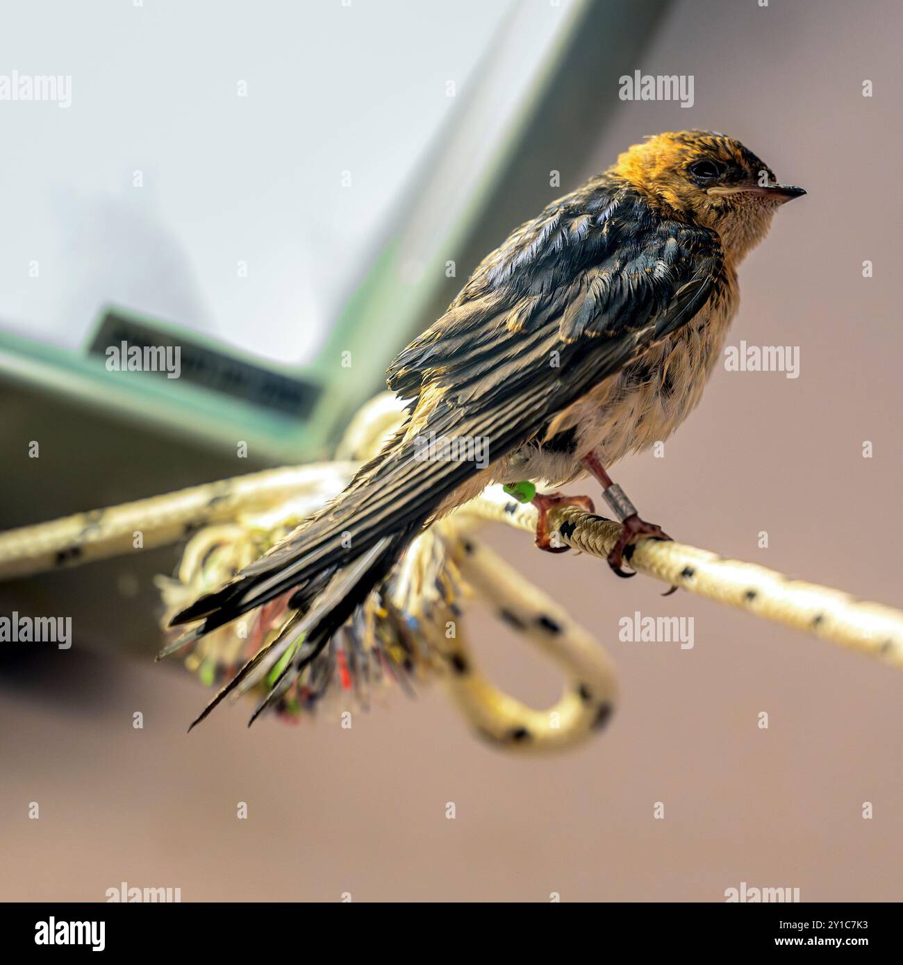 Juvenile Barn Swallow, (Hirundo rustica) خطاف المخازن after treatment ...